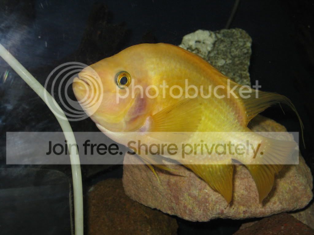 Red Devil [male or female] | MonsterFishKeepers.com