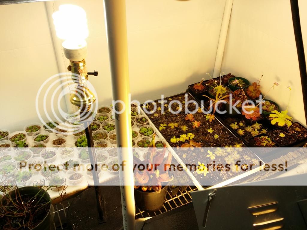 The Great Ping Leaf Race of 1928 | TerraForums Venus Flytrap, Nepenthes ...