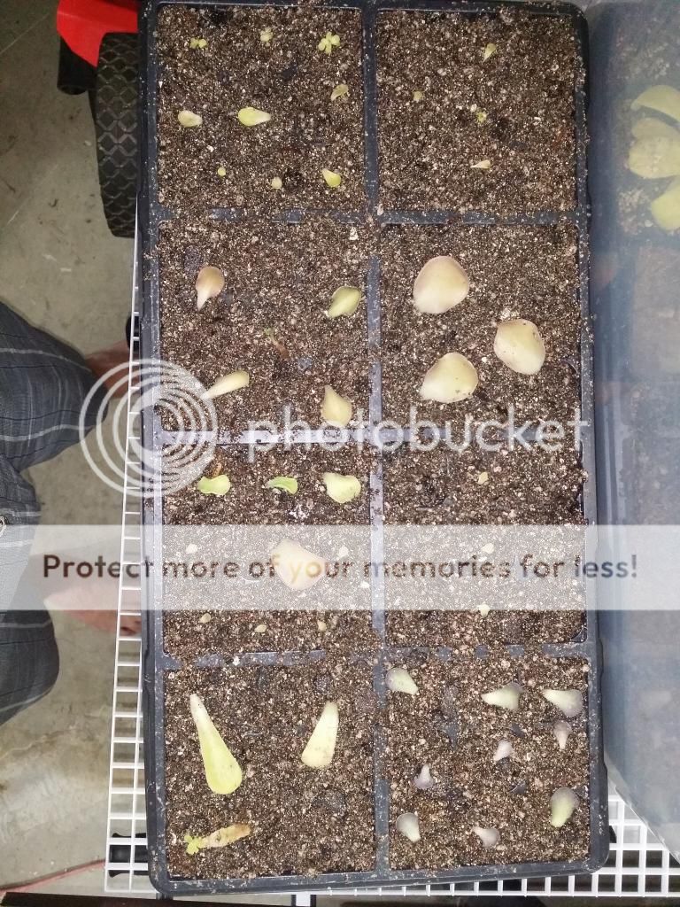 The Great Ping Leaf Race of 1928 | TerraForums Venus Flytrap, Nepenthes ...