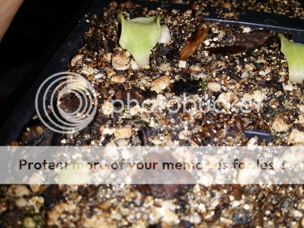 The Great Ping Leaf Race of 1928 | TerraForums Venus Flytrap, Nepenthes ...