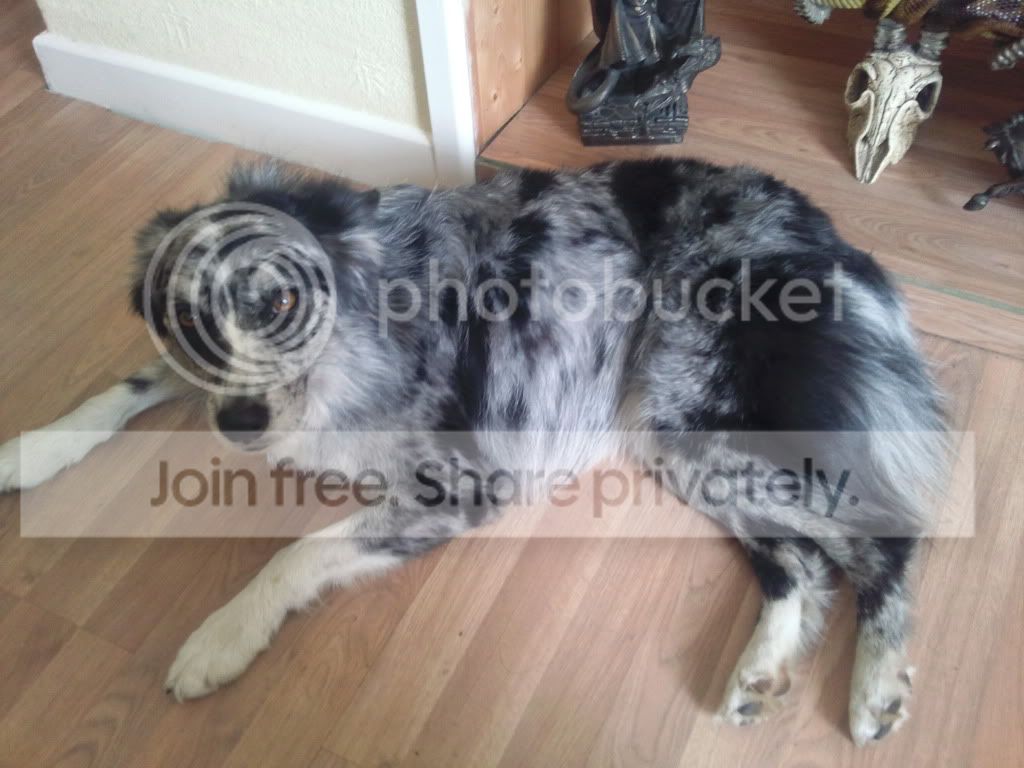 Natural short tail/bobtail Border collie? | Page 3